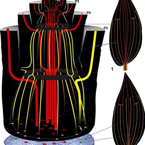 Analysis Of Vascular Connections In The Nodal Vascular Plexus Region