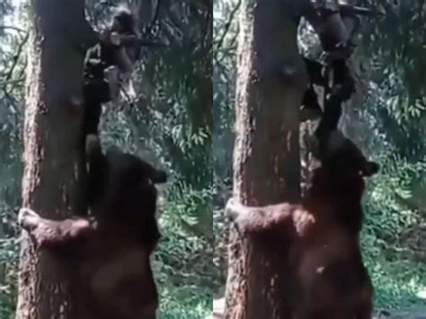 Bhalu Ka Video भालू से बचने के लिए पेड़ पर चढ़ गया शख्स मगर उसने वहां