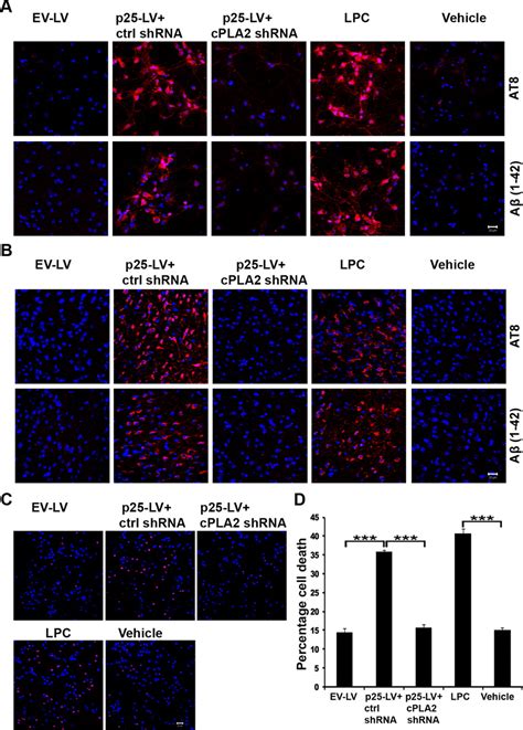 Cdk5 P25 Induced Cytosolic Pla2 Mediated Lysophosphatidylcholine Production Regulates