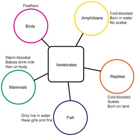 Semantic Mapping Template Printable Word Searches