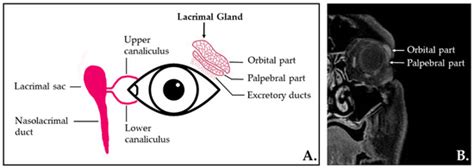 Lacrimal Gland