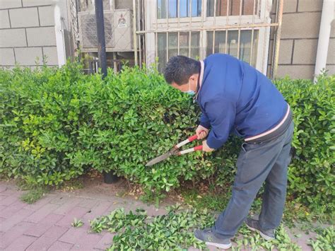 不负春日好时光 小区绿化修剪忙玉璟