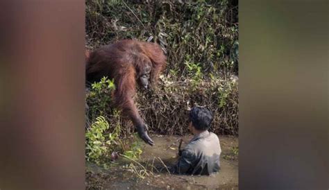 Photographer Captures Incredible Moment Wild Orangutan Offers Hand To