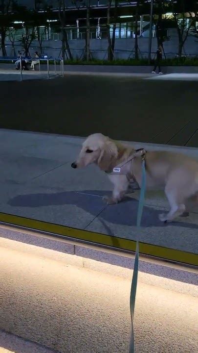 밤마실~ 짧은 다리로 열심히 ㅋ Youtube