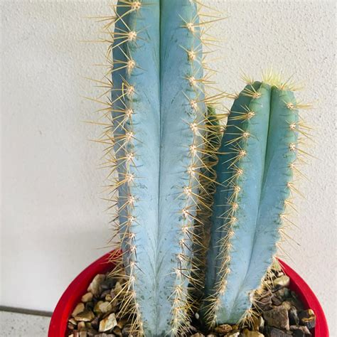Cacti Pilocereus Succulents World