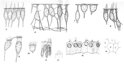 Ependymal Cells Shape