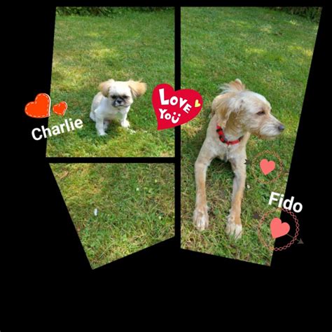 Fans De Fido Et De Charlie