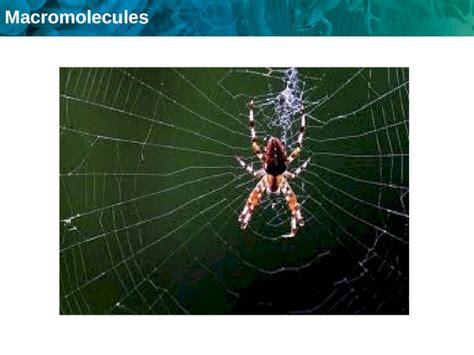 Ppt Macromolecules Large Molecules Macromolecules Found In All Living Things 1