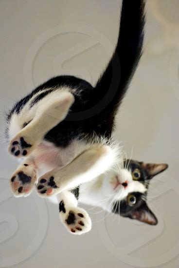 Cat Under Glass Table