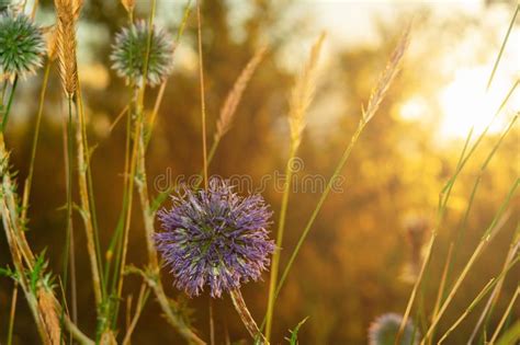 A Pointed Head Grasshopper Stock Image Image Of Nature 11163727