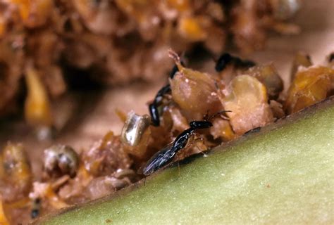 Fig Wasp L Remarkable Coevolution Our Breathing Planet