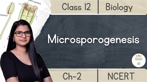 Class 12 Microsporogenesis Ncert Hindi Youtube