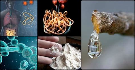 4 მეგა რეცეპტი რომელიც მომენტალურად ანადგურებს ორგანიზმში ბინადარ