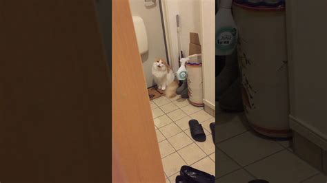生音声 お喋りする猫お外行きたいにゃぁ YouTube