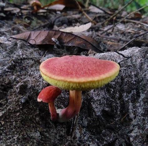 Green Watermelon Mushroom At Cristy Fields Blog