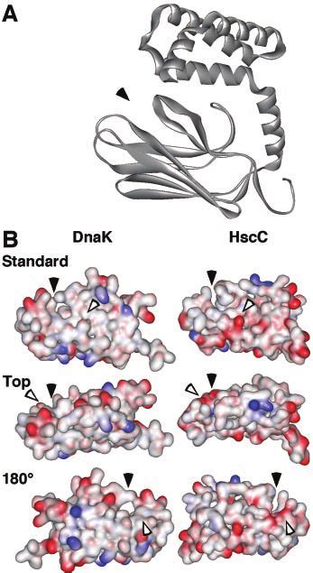 The Substrate Binding Domain Of Hscc Has Unique Structural Features A