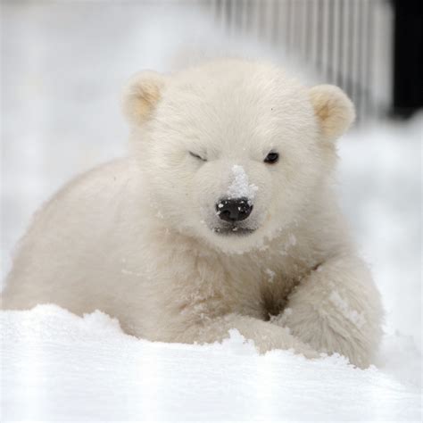 Cute Polar Bear Cubs Nyíregyháza Zoo Reveals The Sex Of Polar Bear