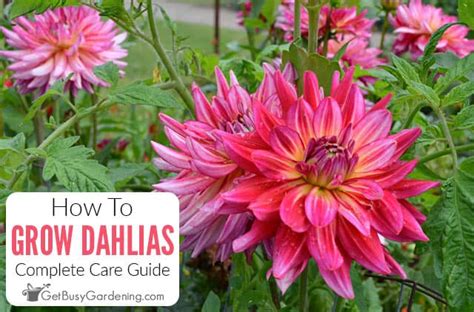 Dahlia Plant Care Complete Growing Guide Get Busy Gardening