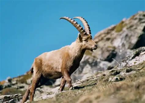 Animals And Wildlife Found In The French Alps