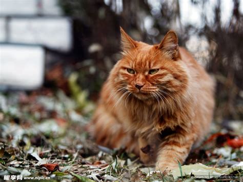 大花猫摄影图家禽家畜生物世界摄影图库昵图网
