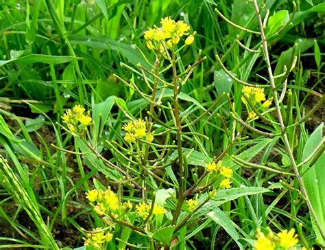7月31日 今日の一花 イヌガラシ犬芥子 gazengamaのブログ 散歩中に出合った花と趣味の陶芸作品 楽天ブログ