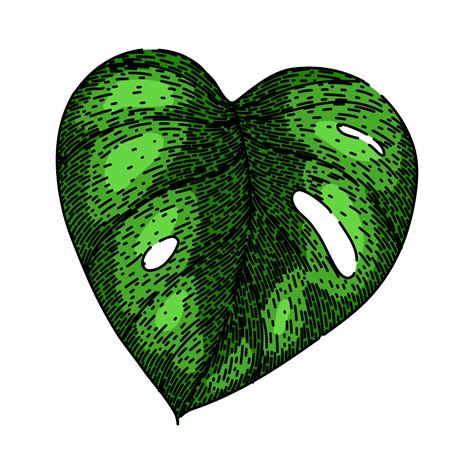 Line Monstera Leaf Sketch Hand Drawn Vector 41499322 Vector Art At Vecteezy