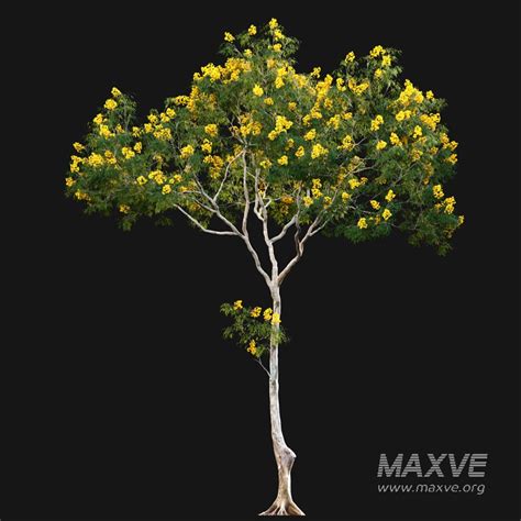Cassia Splendida Golden Wonder Senna 3d Model Maxve