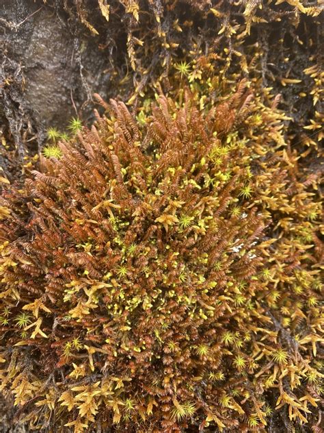 Herbertus From Franz Tamayo Madidi Bo Lp Bo On September 28 2021 At 12 19 Pm By Hugo Santa