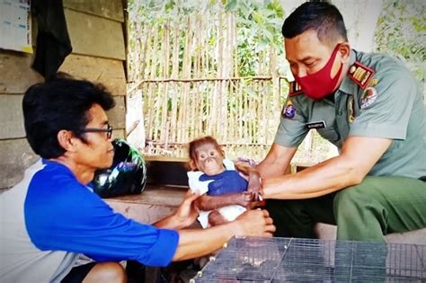 Pemancing Temukan Bayi Orangutan Di Pinggir Sungai Mentaya ANTARA
