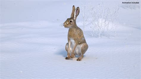 Hare Animated Rigged 3d Model Turbosquid 2253069