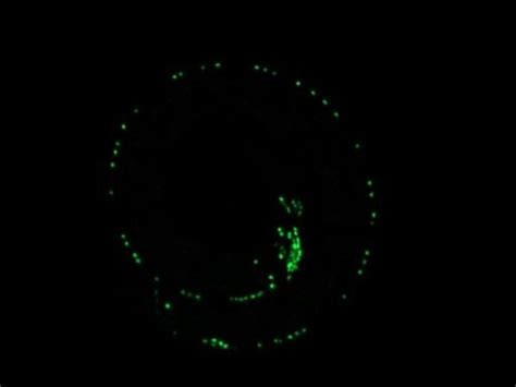 Decoding Cellular Diversity In The Nervous System Association Of American Universities Aau