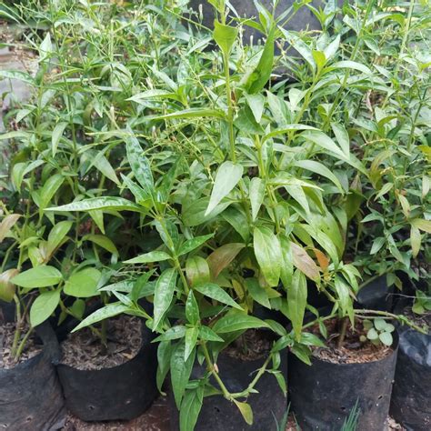 Pohon Sambiloto Tanaman Herbal Lazada Indonesia