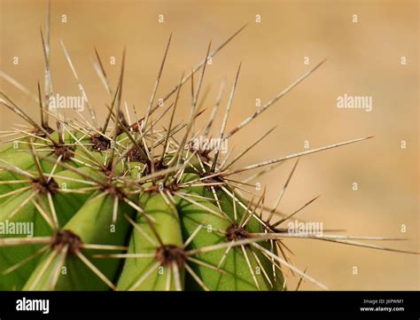 Egypt Cacti Cactus Sting Dangerous Plant Macro Close Up Macro Admission Close Stock Photo Alamy