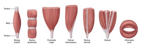 Human Anatomy And Physiology Shapes Of Muscles Diagram Quizlet