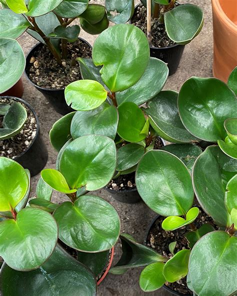 Peperomia Red Margin Moana Nursery Reno Nv