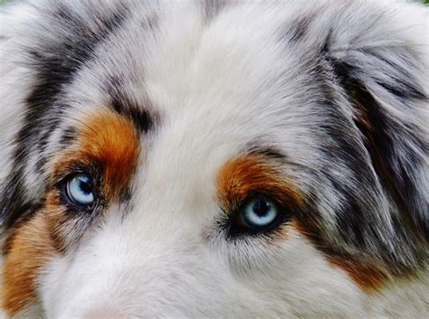 Banco De Imagens Prado Toque Doce Cachorro Animal Fofa Pele