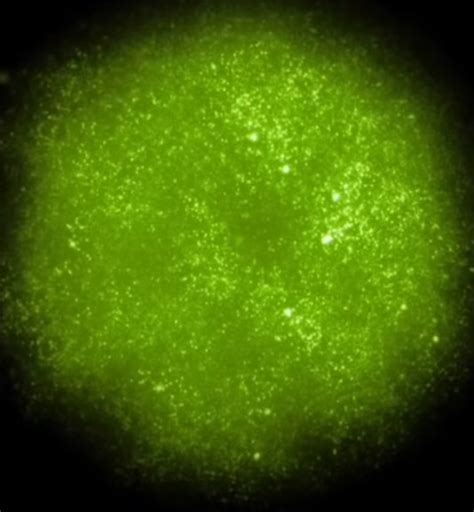 Multiversal Structure And Morphology Beyond Observable Universe Wiki Fandom