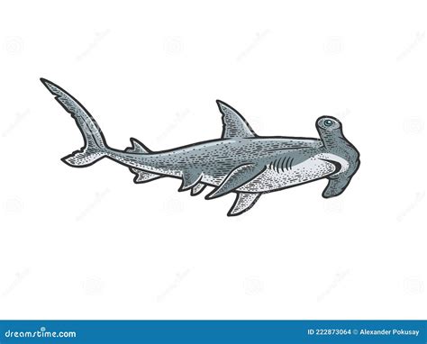 Ilustración Vectorial De Boceto De Tiburón Martillo Ilustración Del