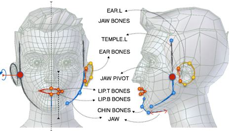Bone Positioning Guide Путівник щодо Позиціювання Кісток Blender Manual