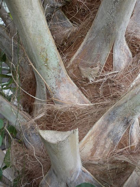 Humanmilkpatentpending Breastfeeding The Tree Of Life An Endangered Species