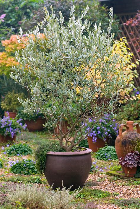 Fruitless Olive Tree Varieties Ines Vela