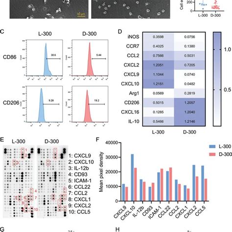 Phenotypic Identification Of Bmdms On L D‐300 And The Regulation Of