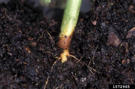 Pythium Diseases Genus Pythium Pringsh