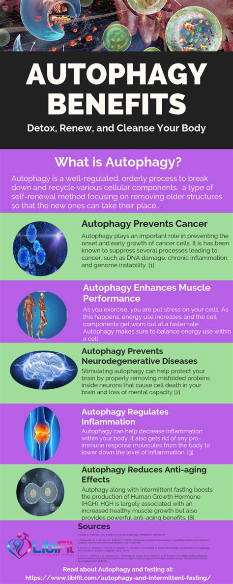 Detox And Renew Your Body With Autophagy And Intermittent Fasting