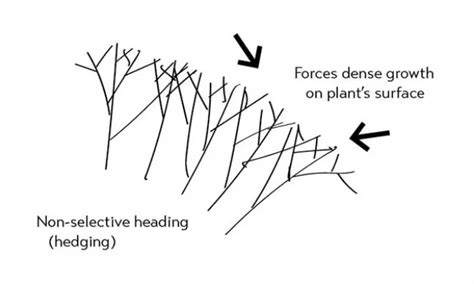 Pruning 101 — Seattles Favorite Garden Store Since 1924 Swansons Nursery