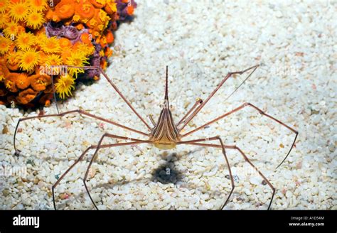 Stenorhynchus Seticornis Spider Hermit Crab Yellowline Arrow Ghost