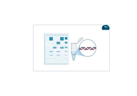 Dna Ladder Glycotech Corporation