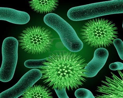 Vi Sinh Vật Là Gì Ứng Dụng Của Vi Sinh Vật Trong Thực Tiễn