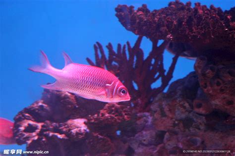 鱼摄影图 鱼类 生物世界 摄影图库 昵图网