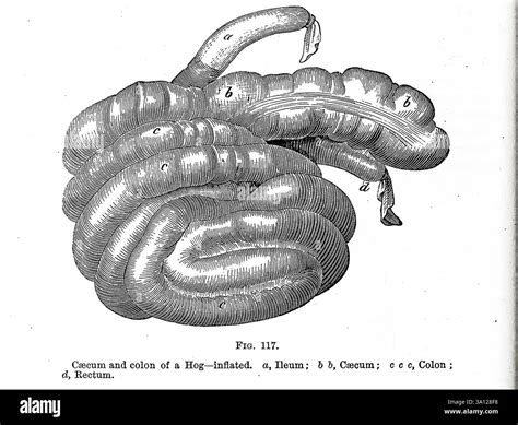 Caecum And Colon Of A Hog— Inflated A Ileum B I Caecum C C C Colon D Kectum From